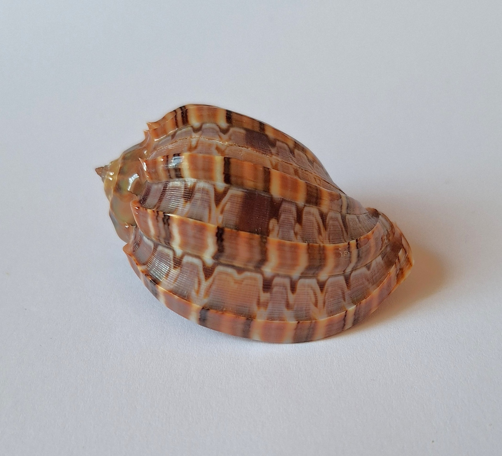 Harpa major - TOP COLOR :: SHELLS FOR YOU.CZ